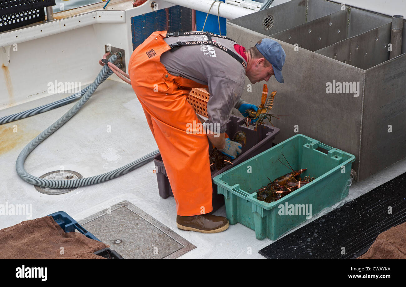 Chatham, Massachusetts - A fisherman unloads the day's catch of ...