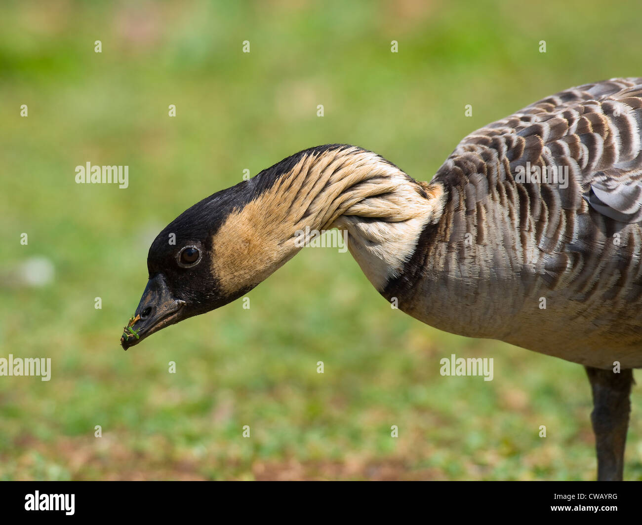 Hawaiian Goose head and neck Stock Photo - Alamy
