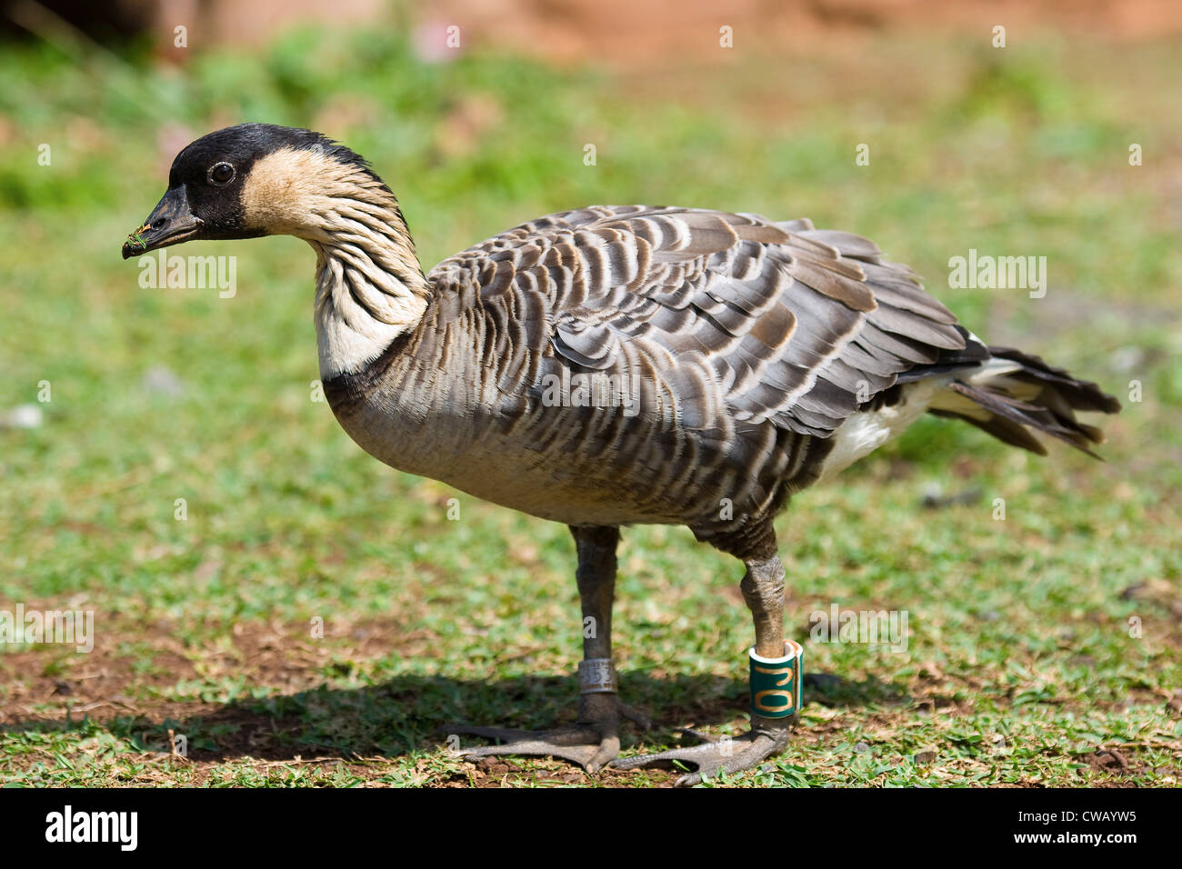 Protected goose hawaii hi-res stock photography and images - Alamy