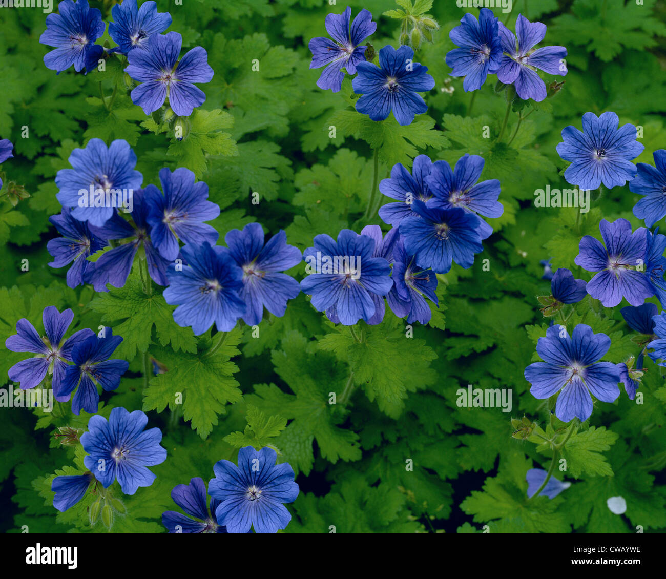 Real geranium variety Johnsons Blue Stock Photo - Alamy