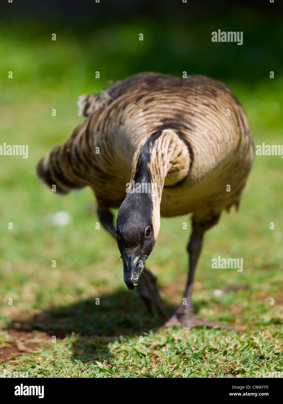 Hawaiian Goose walking with head low Stock Photo - Alamy