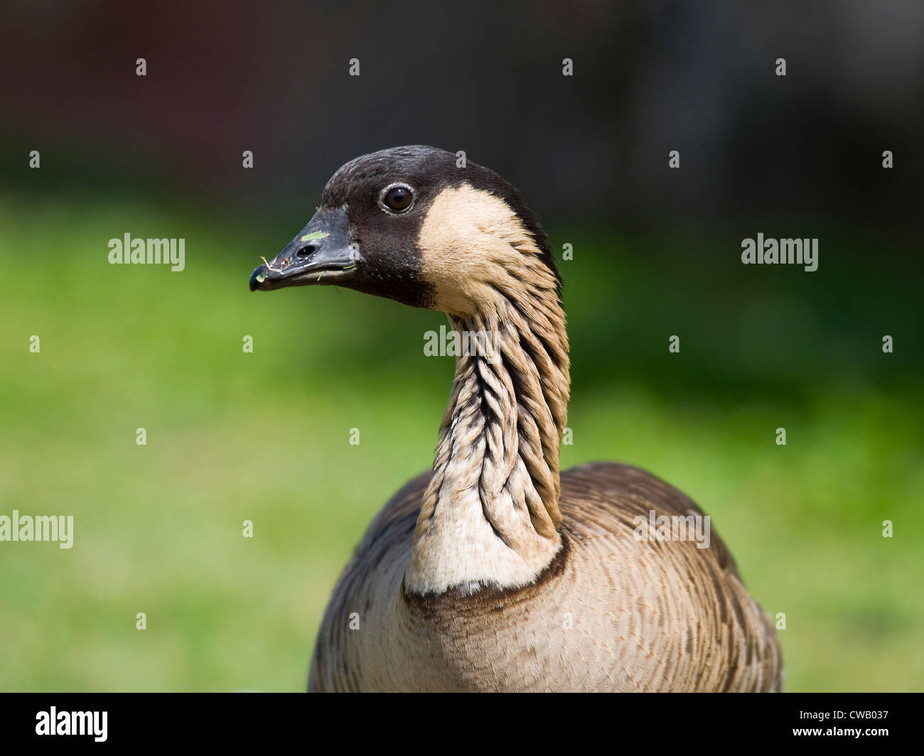 Adult Nene Goose Stock Photo - Alamy