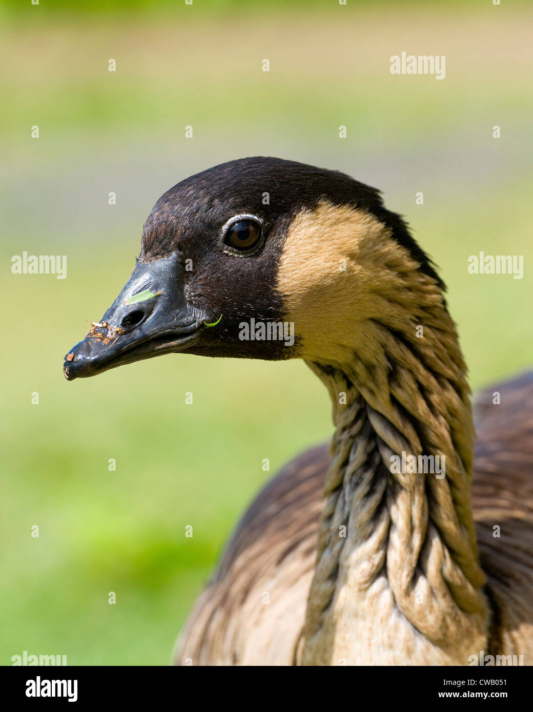 Nene goose hi-res stock photography and images - Alamy