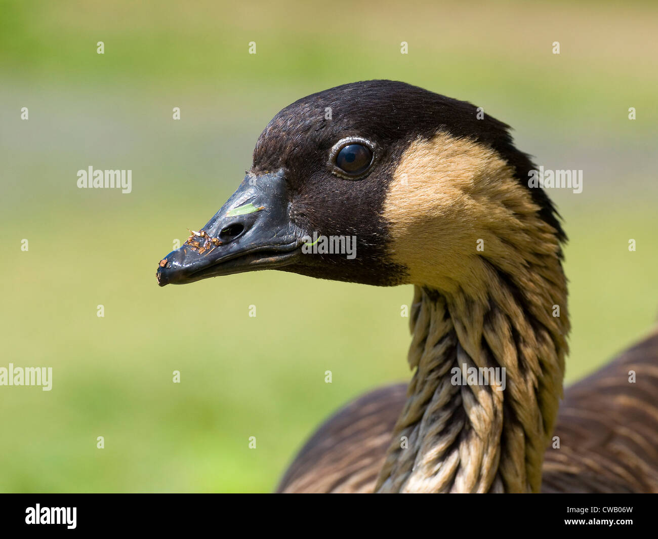 Nene Goose head Stock Photo - Alamy
