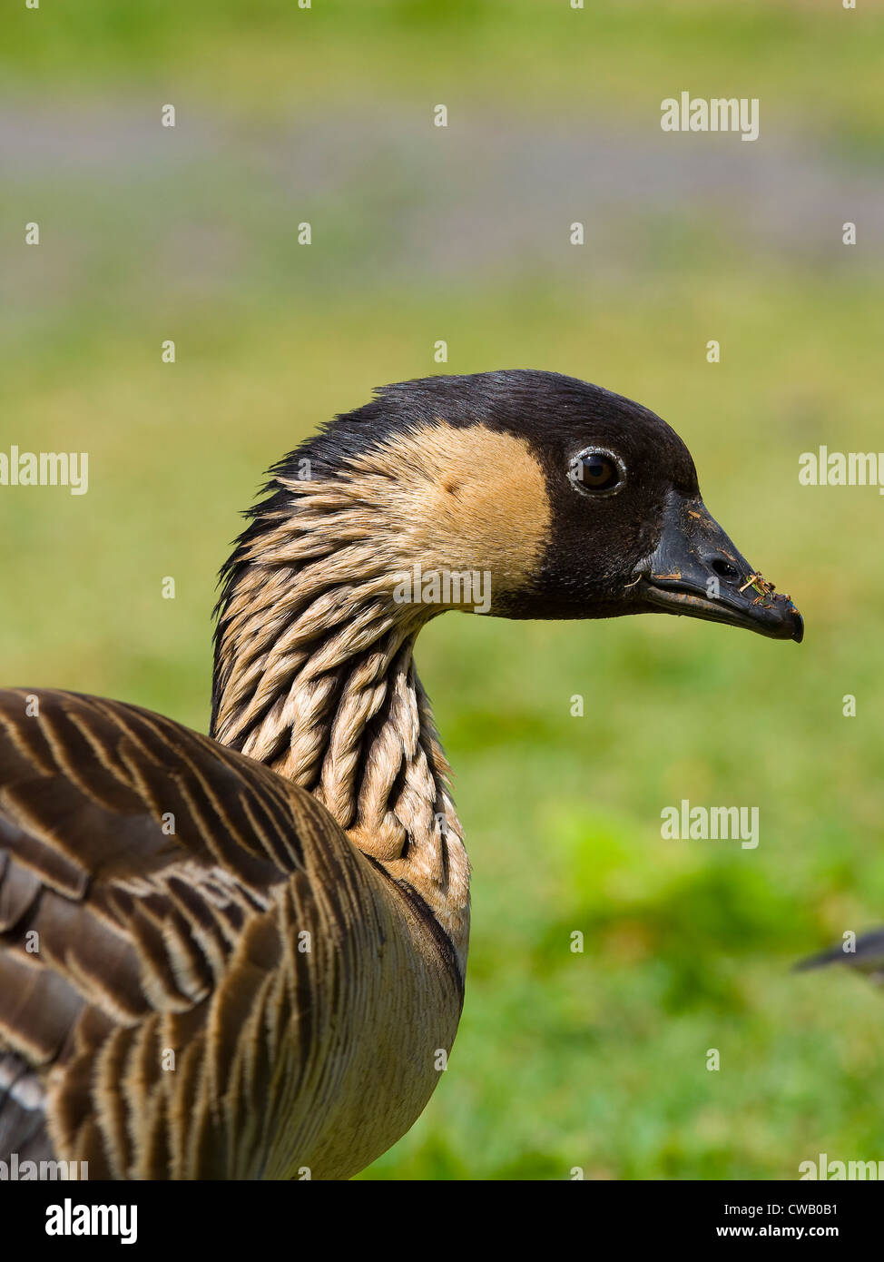 Nene Goose closeup Stock Photo - Alamy