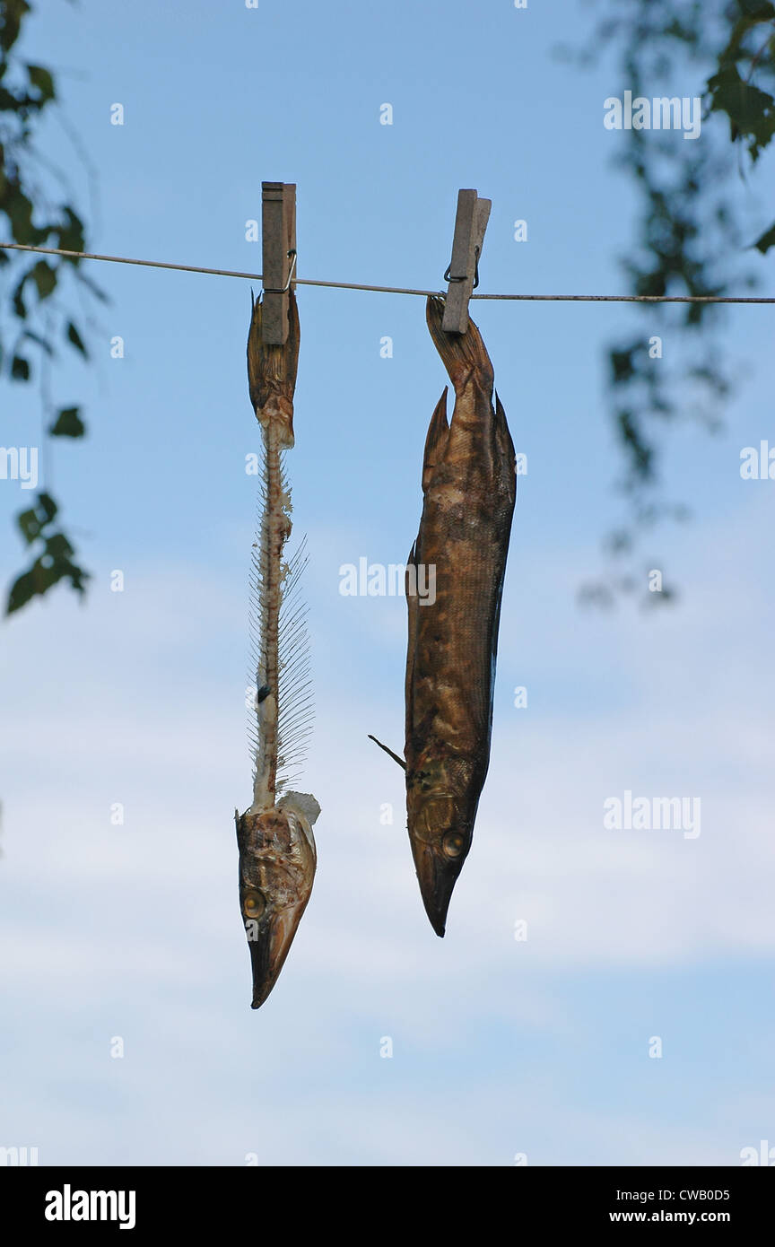 two freshly smoked pike fish hanging at line Stock Photo - Alamy