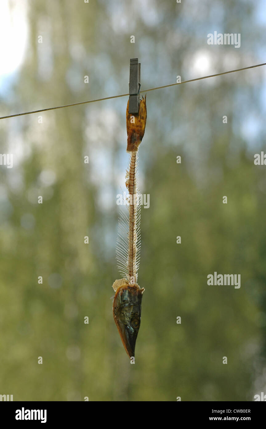 freshly smoked pike fish skeleton hanging at line Stock Photo - Alamy