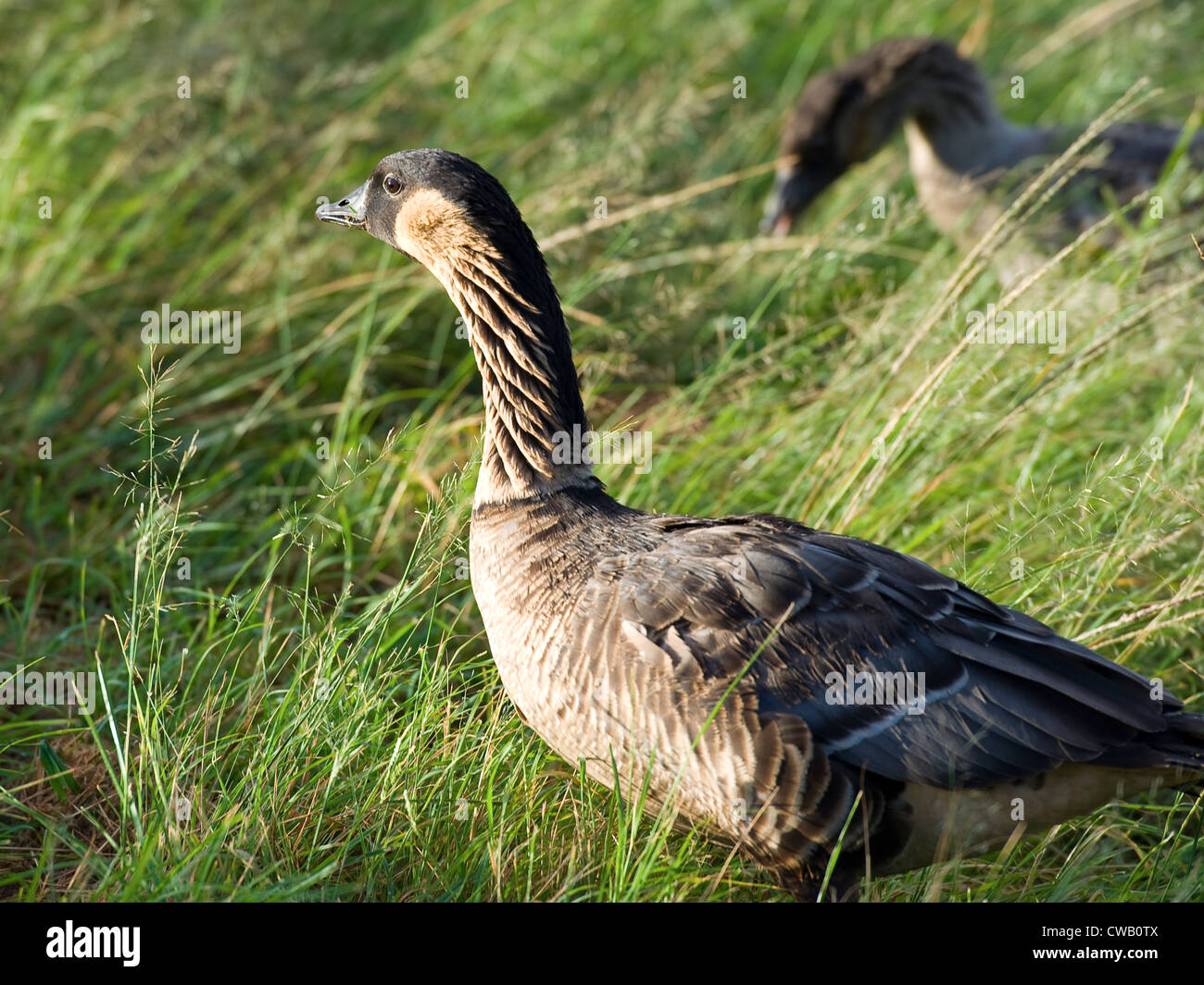 Nene Goose in tall grass Stock Photo - Alamy