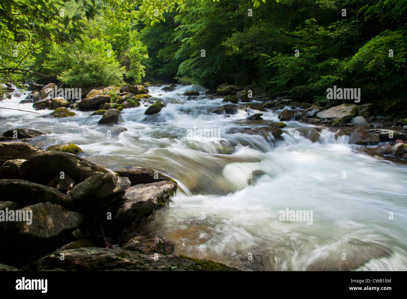 Flowing River USA Flowing River In Autumn Forest 4k. Relaxing River,