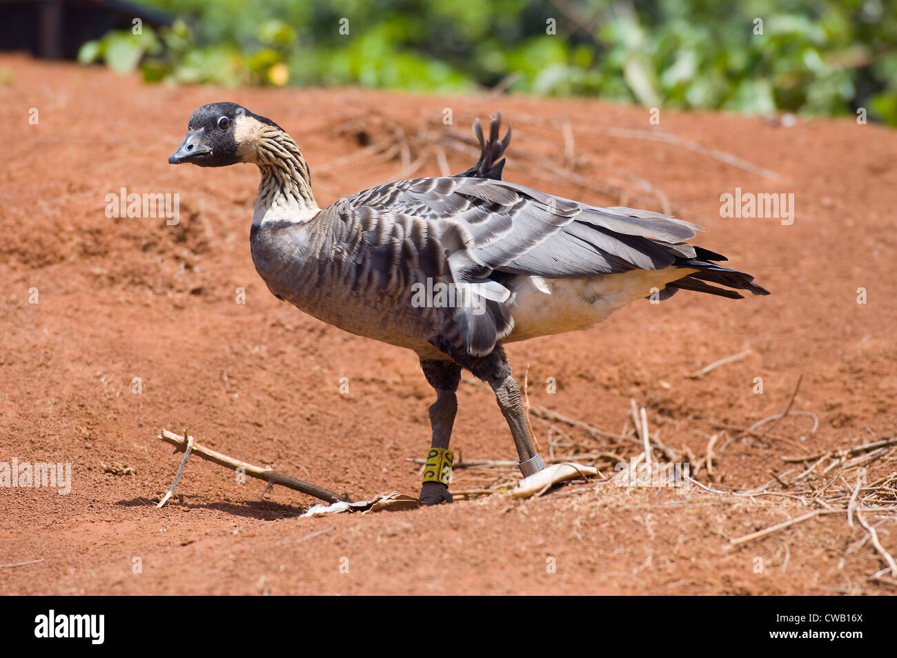 Nene Goose walking on the rocks Stock Photo - Alamy