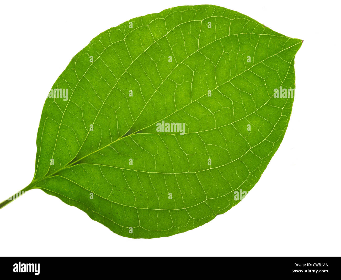 a green translucent leaf in white back Stock Photo - Alamy