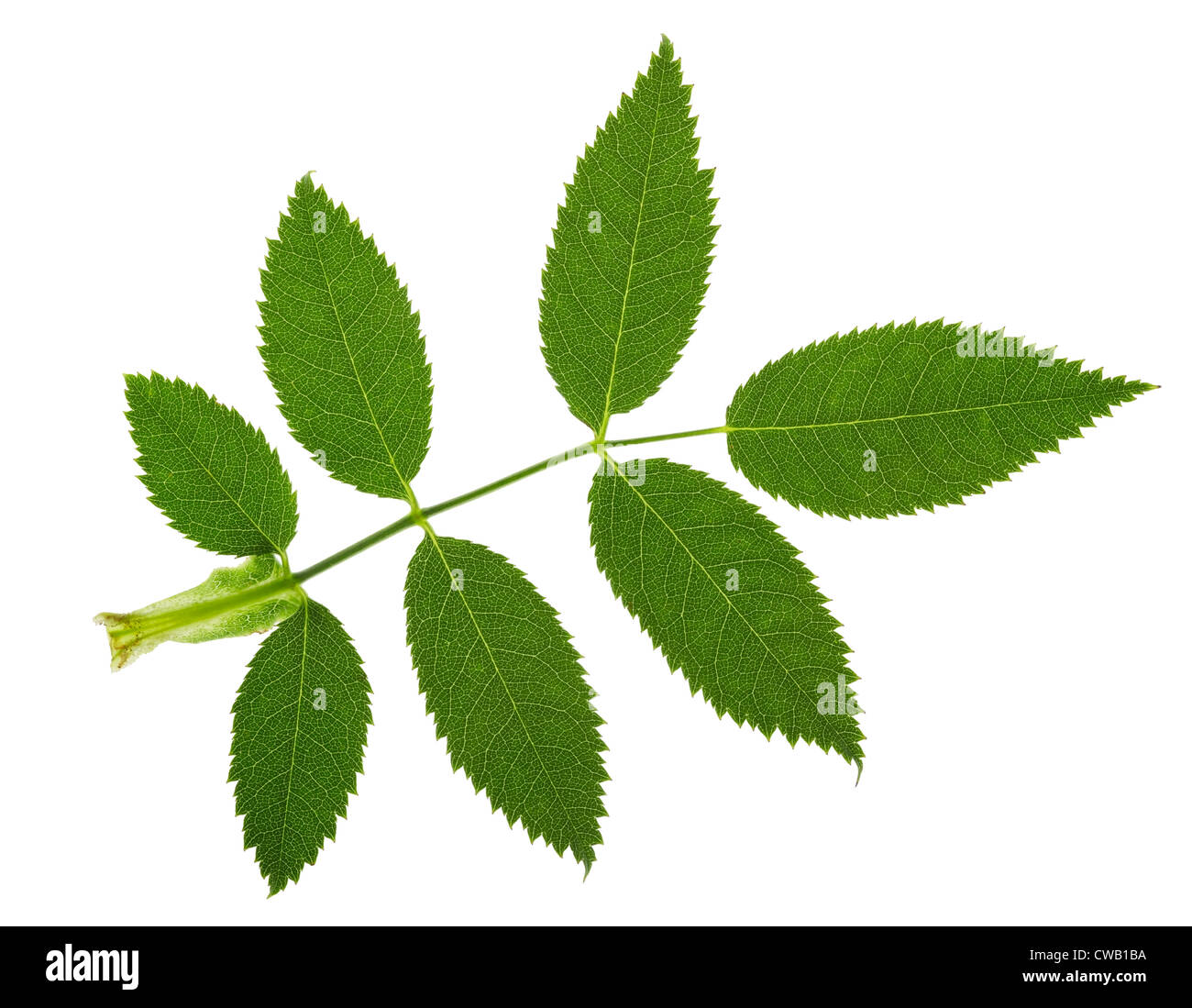 Abstract green leaf Cut Out Stock Images & Pictures - Alamy