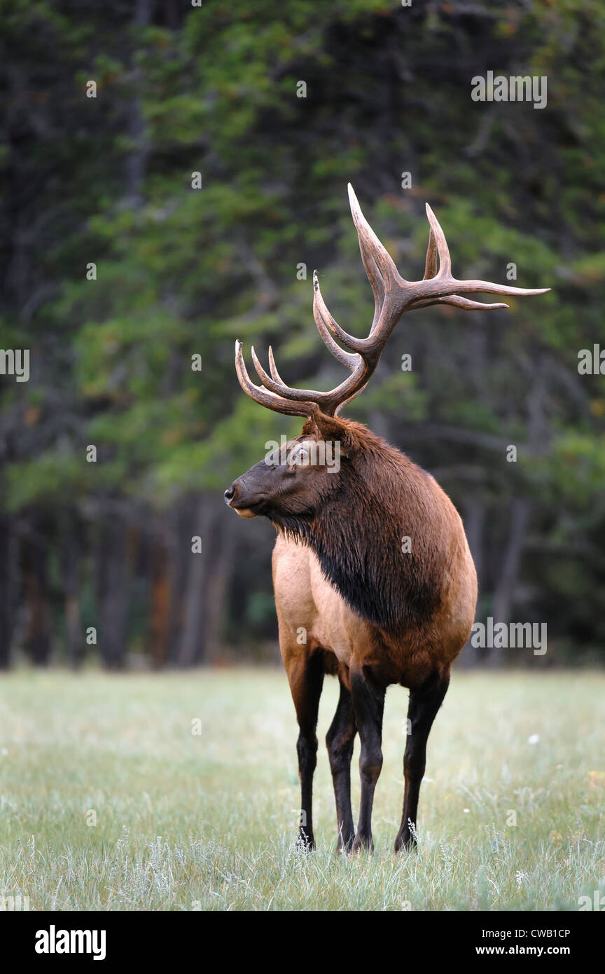 Bull Elk during the rut Stock Photo - Alamy