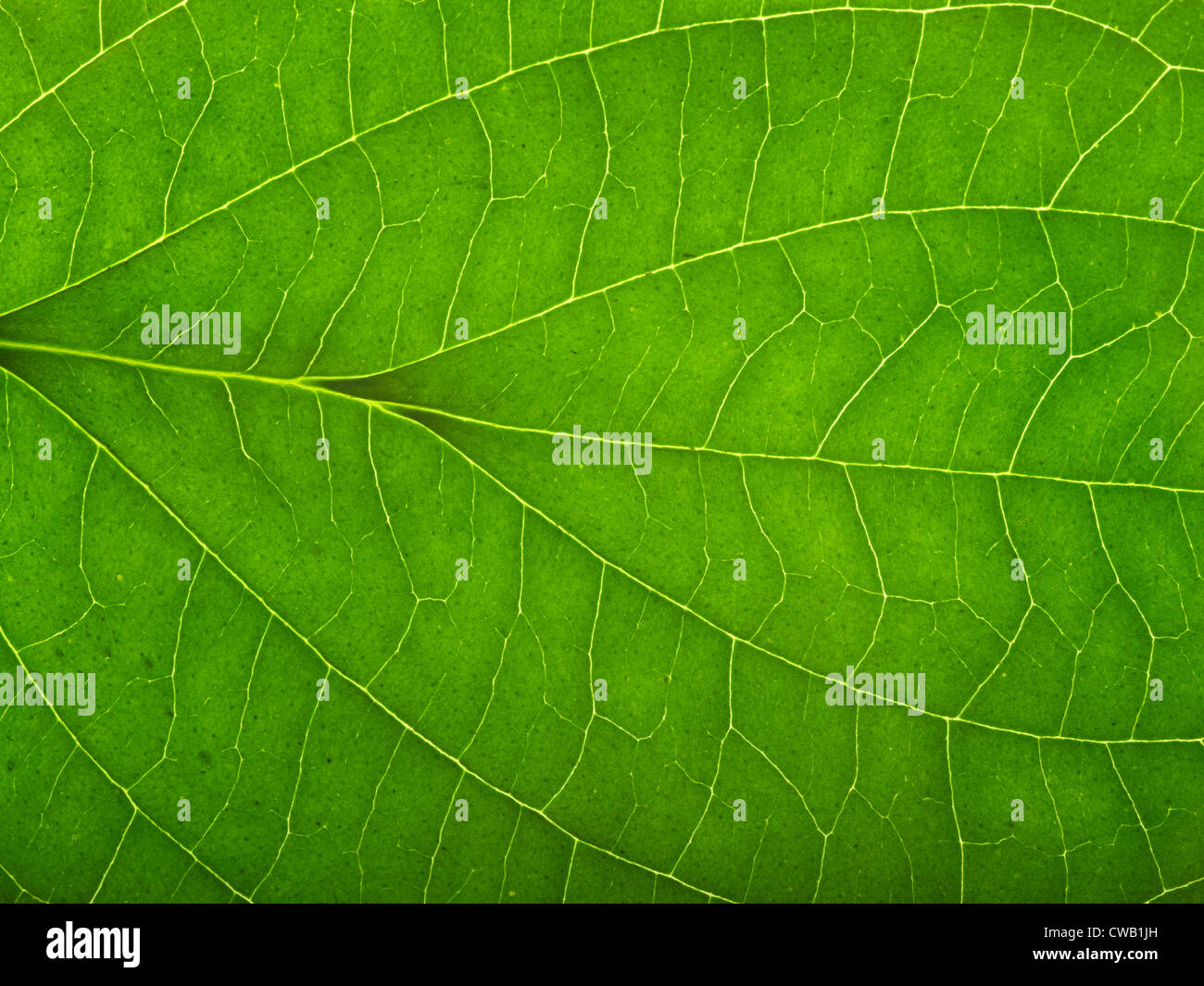 full frame macro detail of a green translucent leaf Stock Photo - Alamy