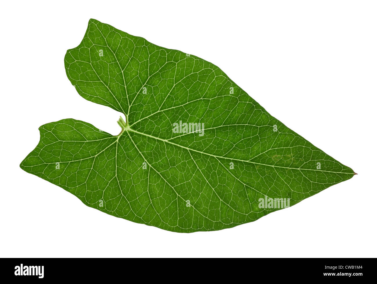 a green translucent leaf in white back Stock Photo - Alamy