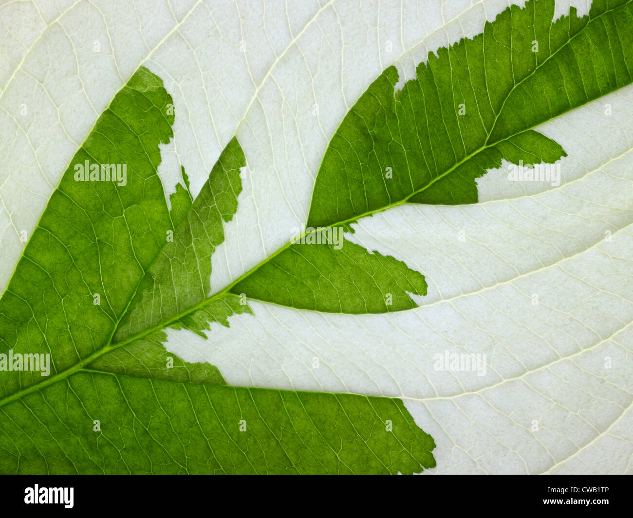 Leaf epidermis hi-res stock photography and images - Alamy