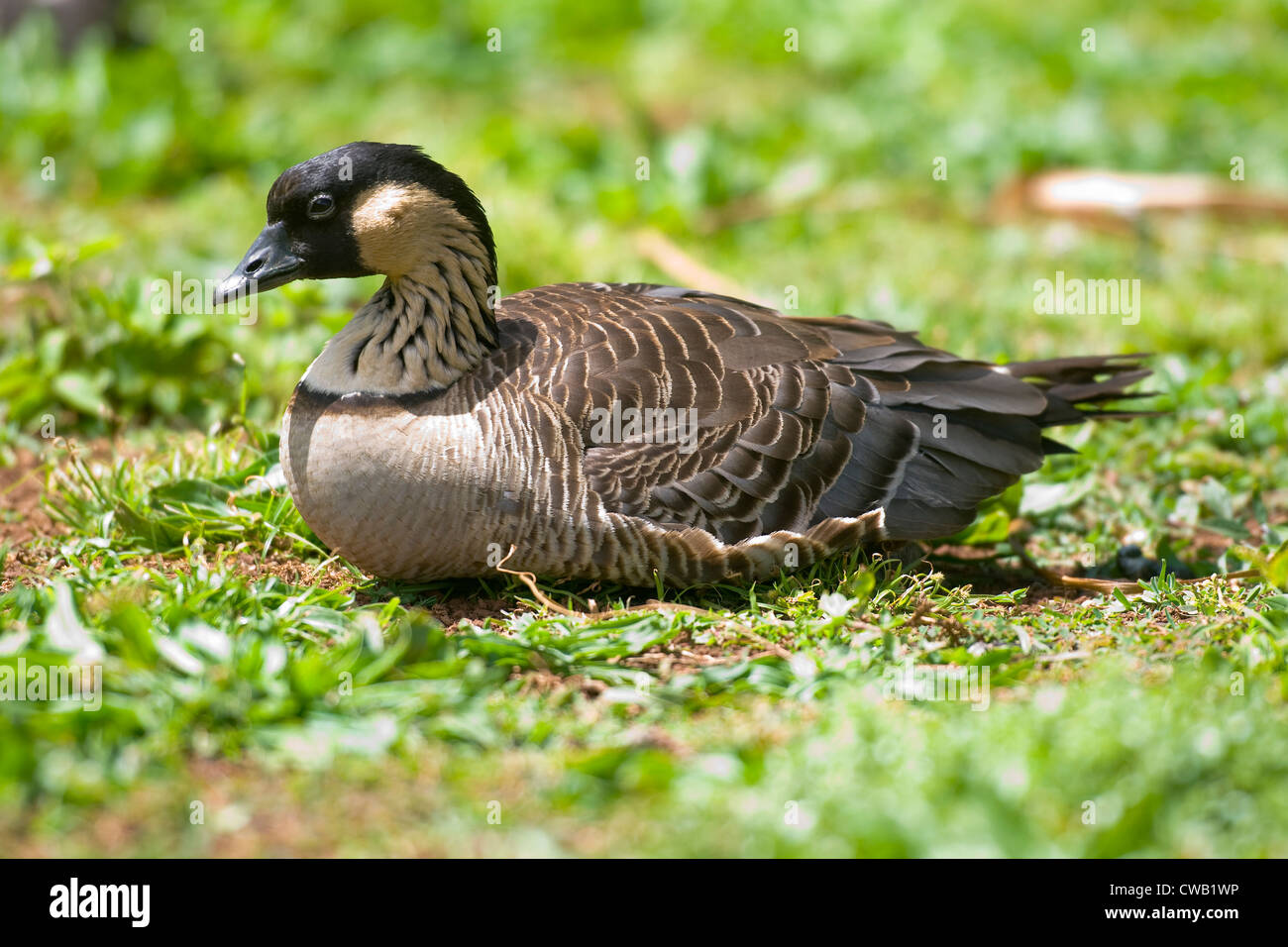 Resting Nene Goose Stock Photo - Alamy