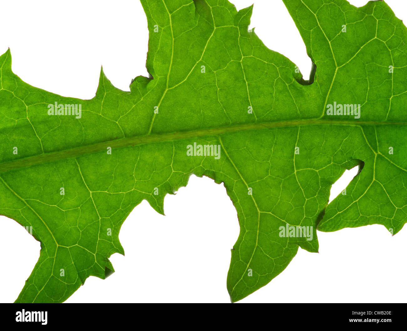 macro detail of a green translucent dandelion leaf in white back Stock ...