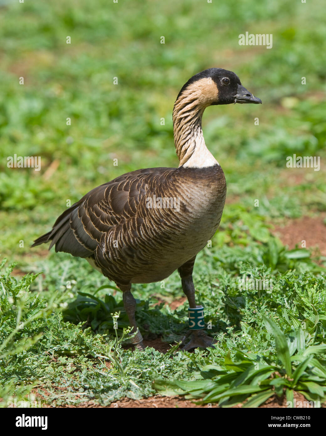 Adult Nene Goose in Hawaii Stock Photo - Alamy