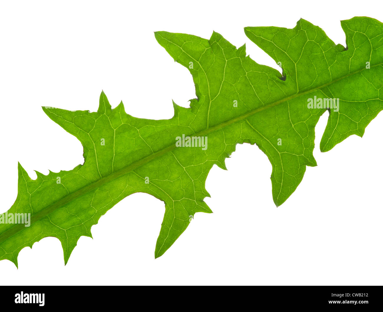 macro detail of a green translucent dandelion leaf in white back Stock ...