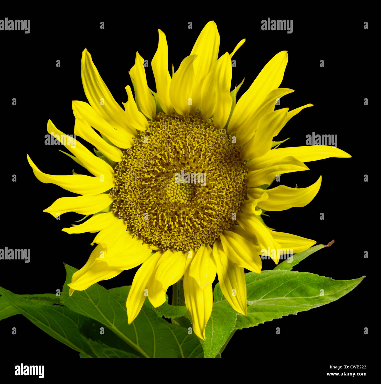 sunflower head in black back Stock Photo - Alamy