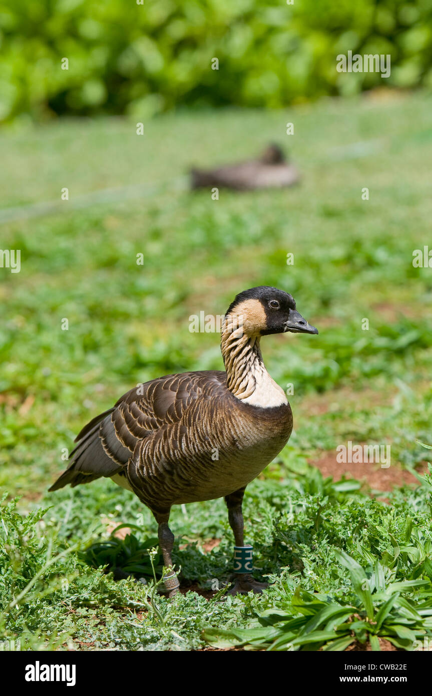 Nene Geese in Kauai Hawaii Stock Photo - Alamy