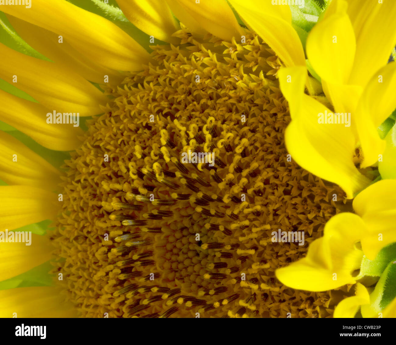 Head inflorescence sunflower helianthus hi-res stock photography and ...
