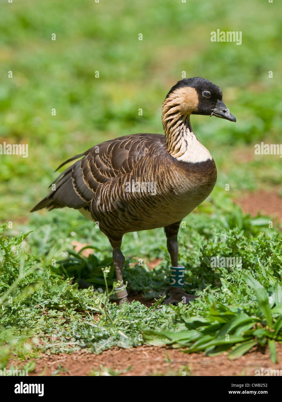 Nene Goose in Hawaii Stock Photo - Alamy