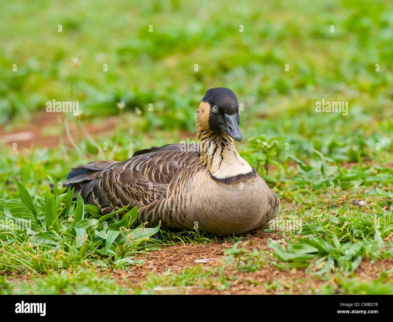Nene goose hi-res stock photography and images - Alamy