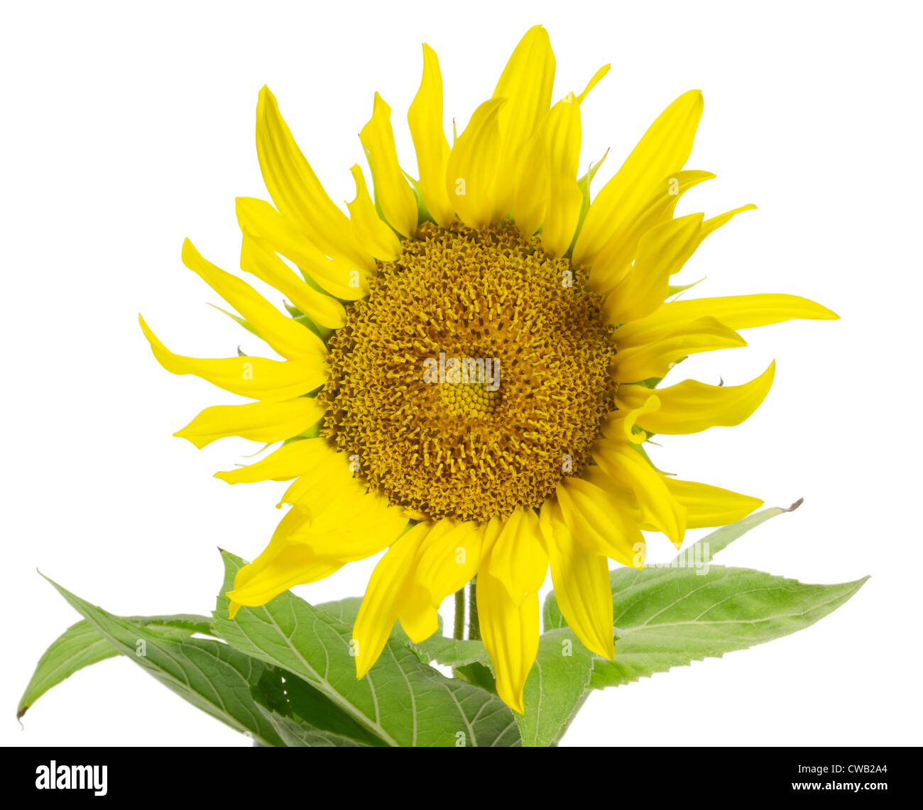 sunflower head in white back Stock Photo - Alamy