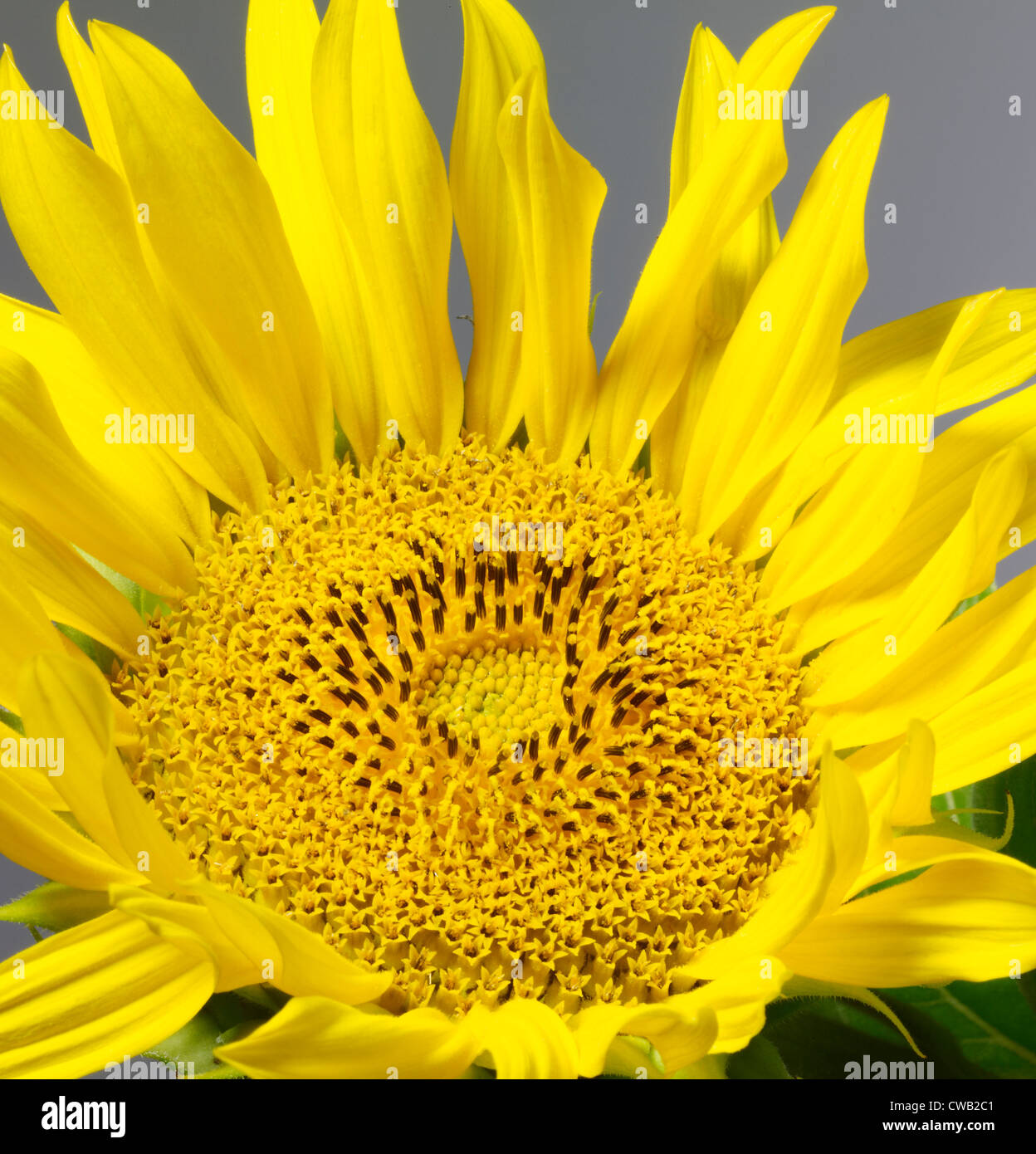 sunflower detail in grey back Stock Photo - Alamy