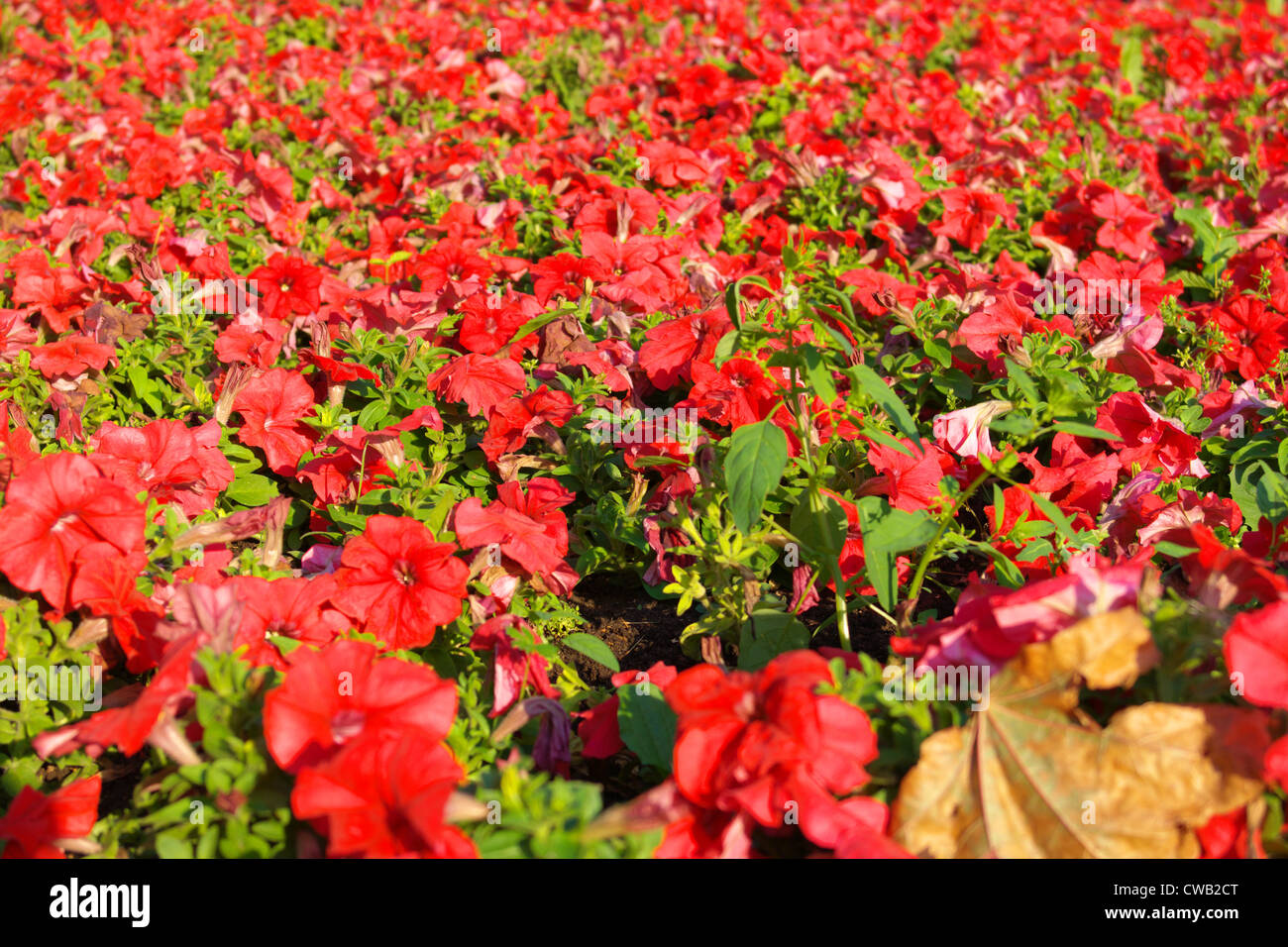 Apring flowers hi-res stock photography and images - Alamy