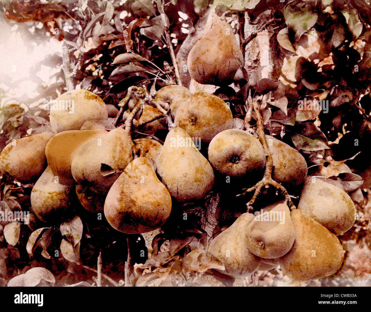 Historical photograph food hi-res stock photography and images - Alamy