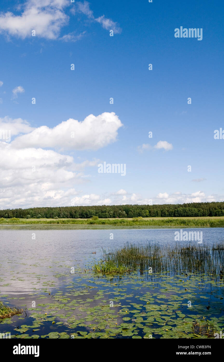 Fyris river Fyrisån Uppsala marshy plains lilly pad pads fresh water ...