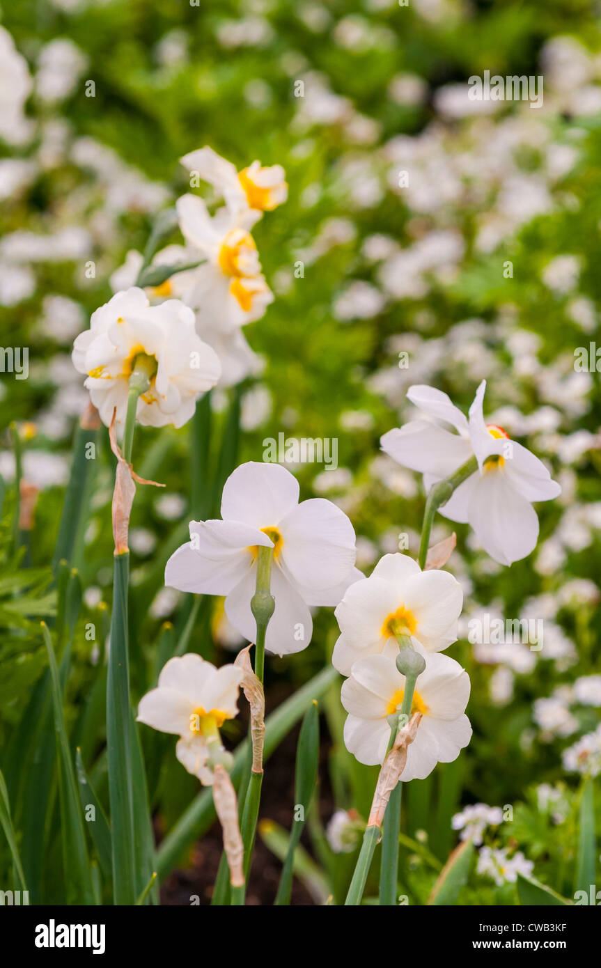 flowers, Giverny, Normandy, France, Eure, Europe Stock Photo - Alamy
