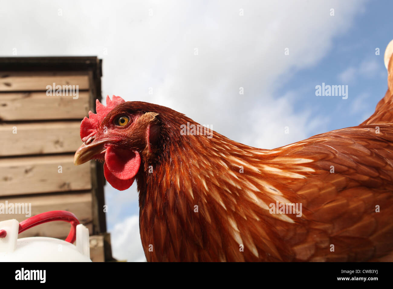 Chicken hen hi-res stock photography and images - Alamy