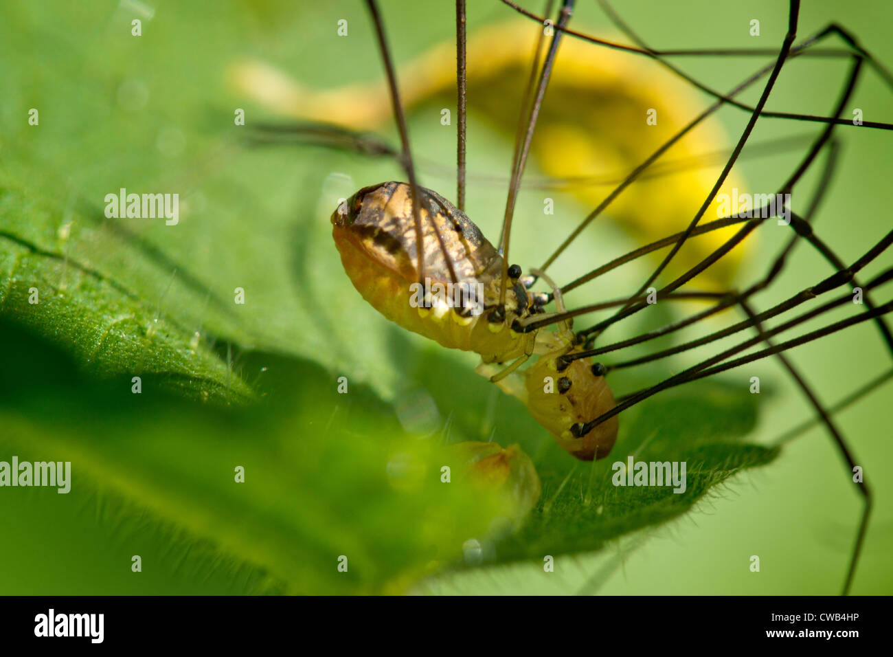 Harvest spider hi-res stock photography and images - Alamy