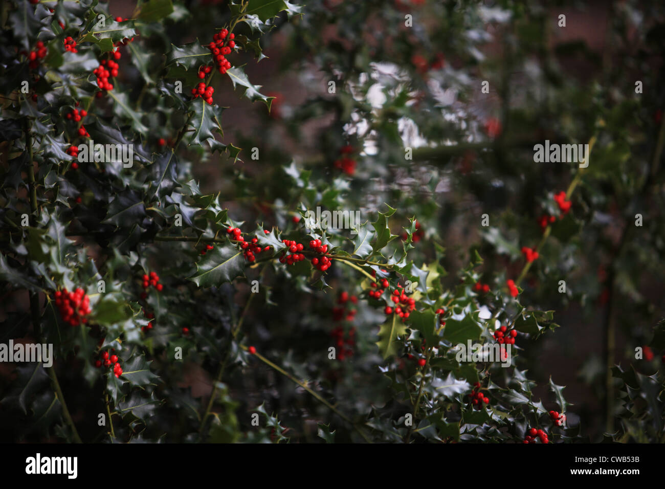 Holly bush hi-res stock photography and images - Alamy