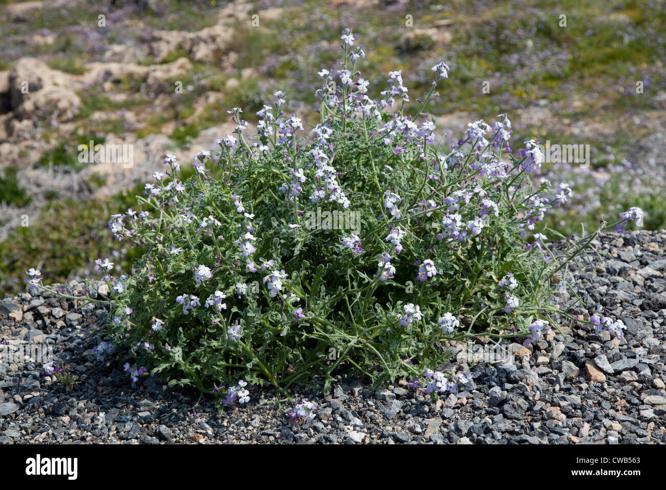 Cretan wild flower hi-res stock photography and images - Alamy