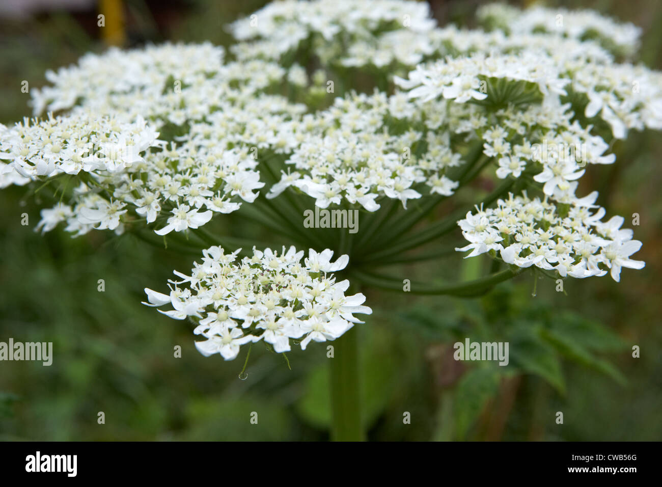 heracleum sphondylium common hogweed cow parsnip flowering northern ...