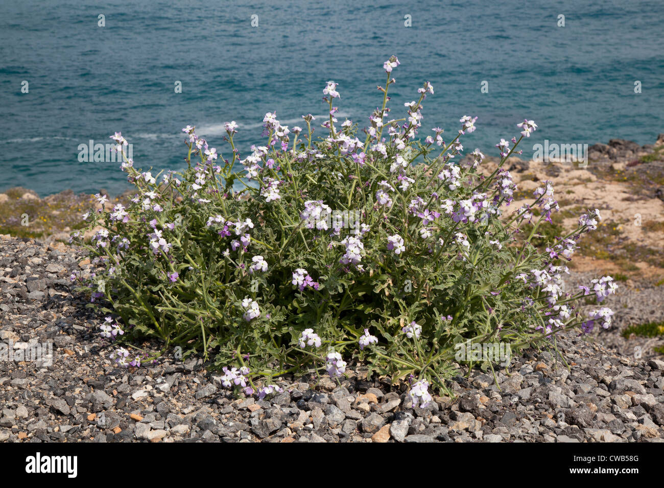 Cretan wild flower hi-res stock photography and images - Alamy