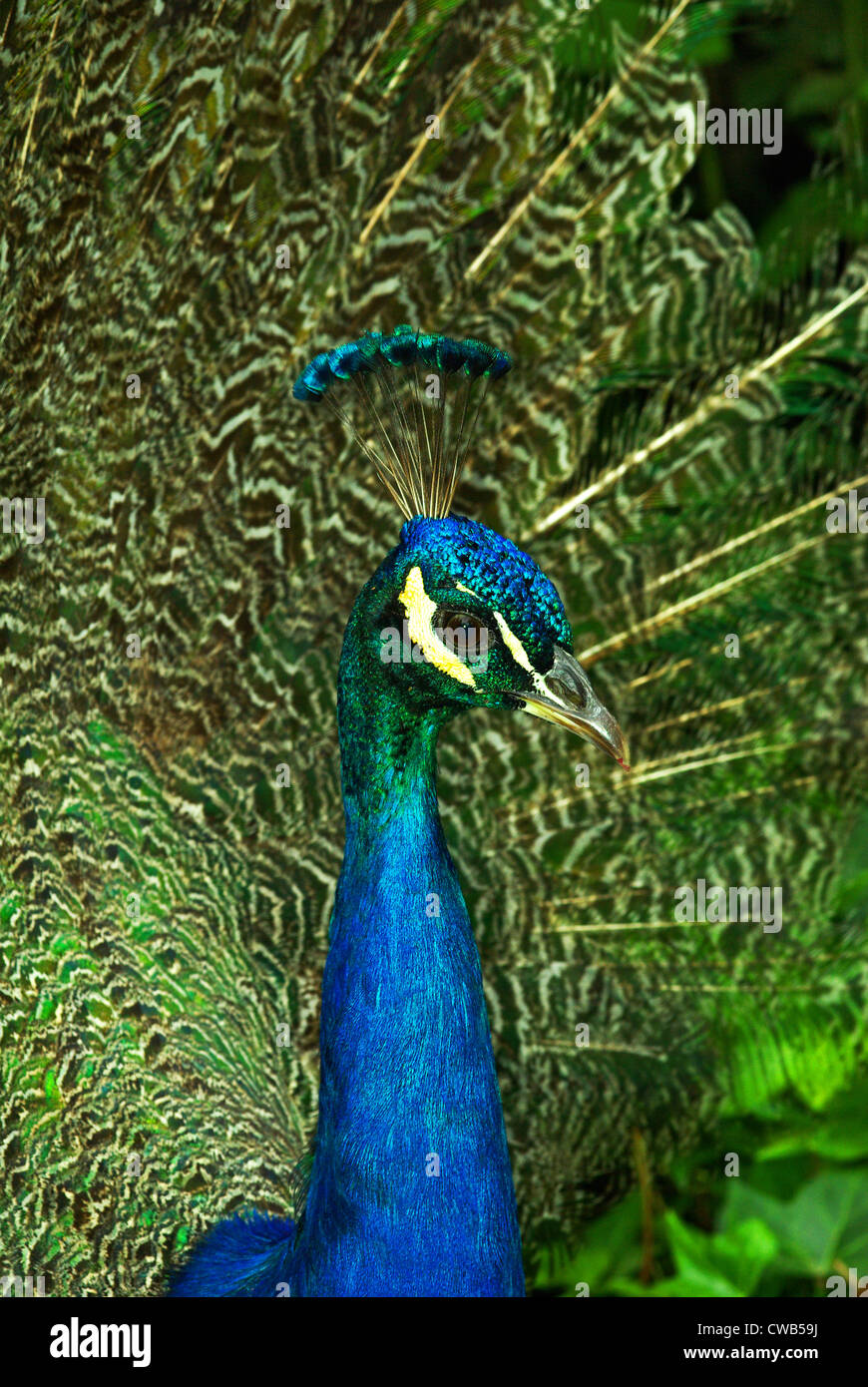 Portrait of indian peafowl hi-res stock photography and images - Alamy