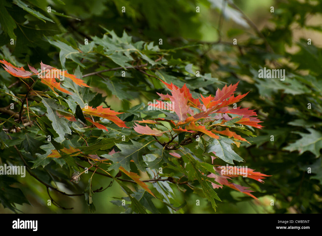 young oak tree with turning leaves Stock Photo - Alamy