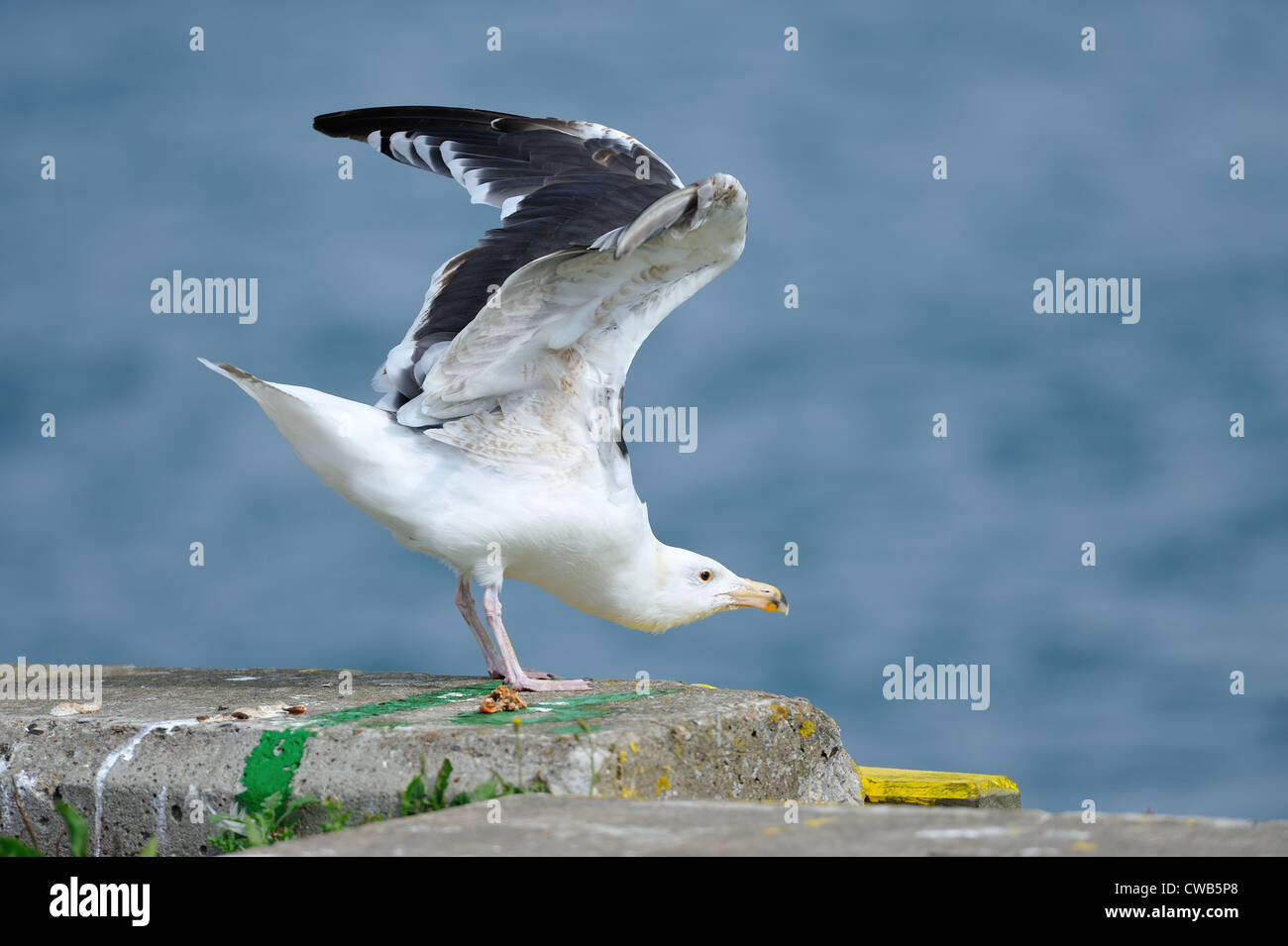 Seagull on the pier in the harbor Stock Photo - Alamy
