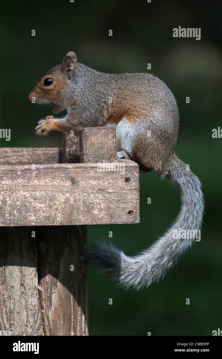 Eastern gray squirrel Stock Photo - Alamy