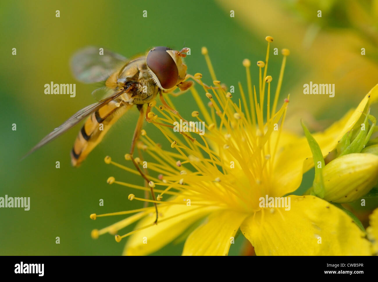 Close up hover fly hi-res stock photography and images - Alamy