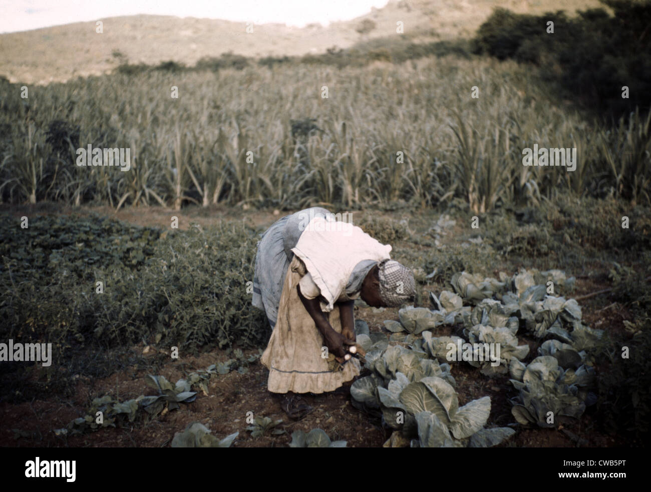 Puerto Rico. Tenant farmer in her garden, Puerto Rico. Photograph by ...