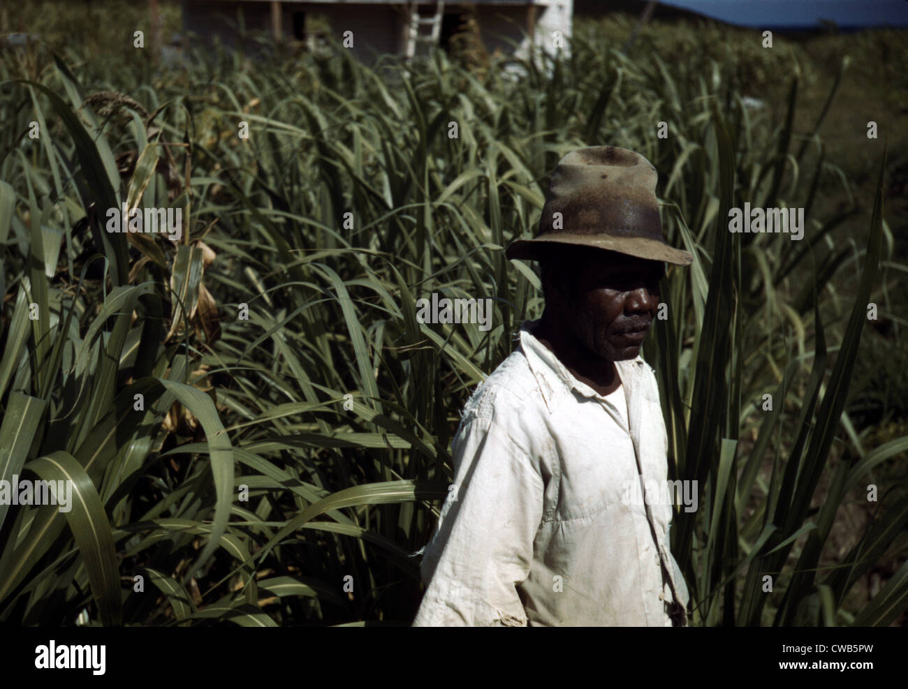 Puerto Rico. Tenant farmer in a sugar-cane field, Puerto Rico ...