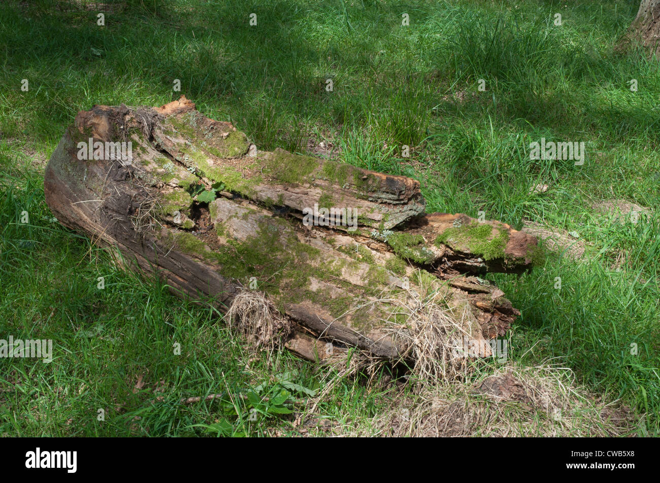fallen and decaying tree Stock Photo - Alamy