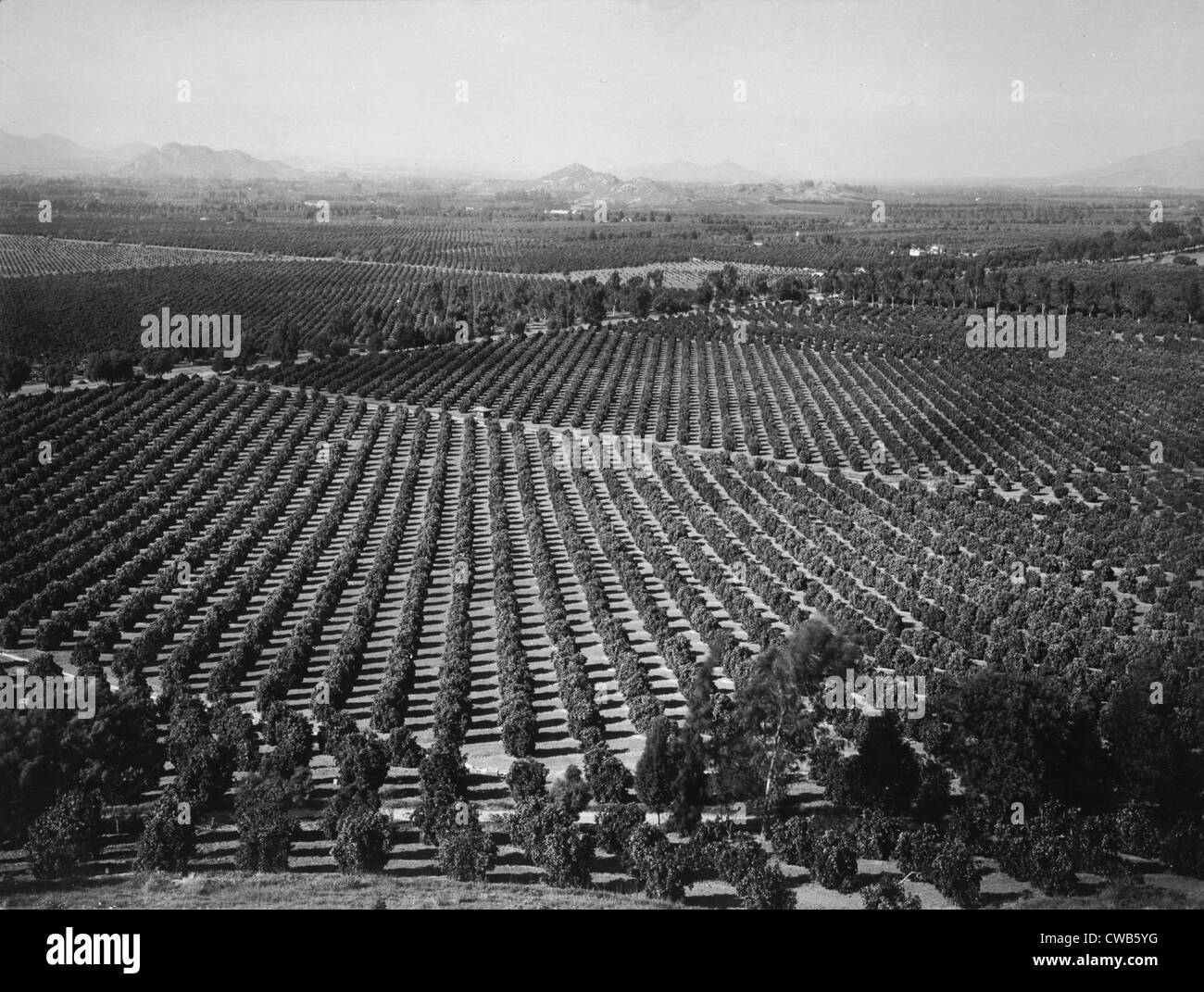 Orange groves california hi-res stock photography and images - Alamy